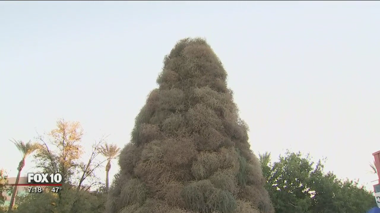 Crews construct iconic Chandler Tumbleweed Tree | FOX 5 Atlanta