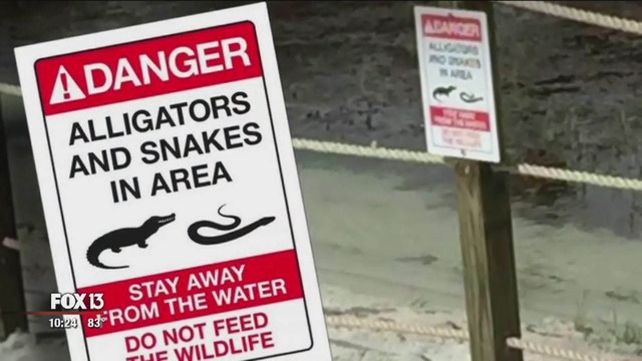 Alabama town mulls how to stop gator-feeding at city park | FOX 5 Atlanta
