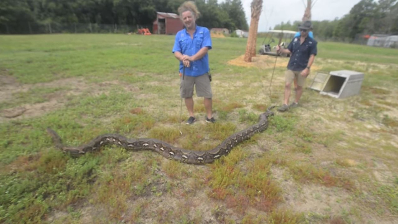 Florida python tops 200 pounds, is over 20-feet long | FOX 5 Atlanta