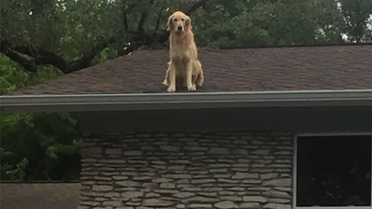 Huckleberry the roof dog gets national attention | FOX 5 Atlanta