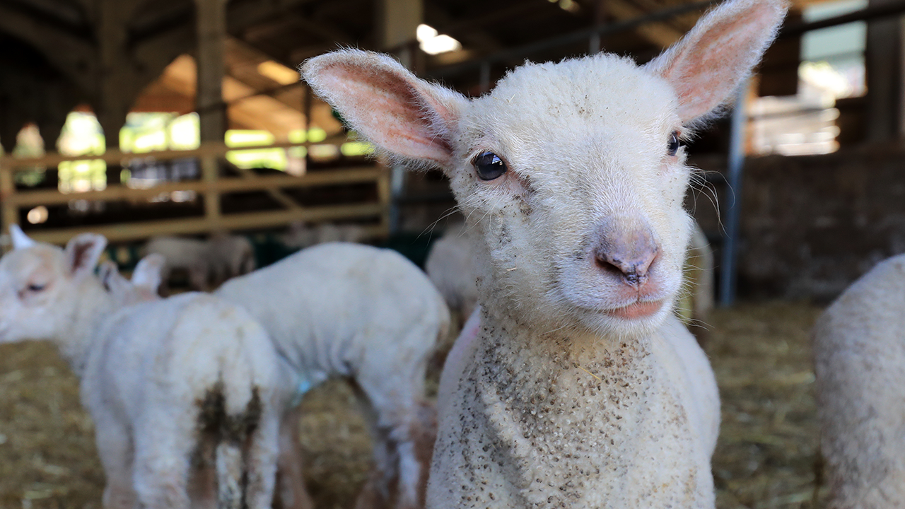 Award-winning lamb under investigation for performance-enhancing drugs ...