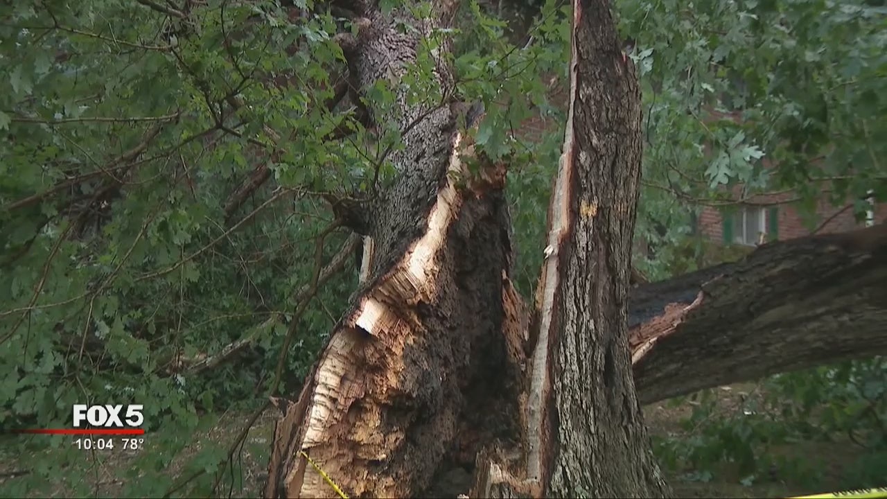 Large tree in Chamblee crashes down on nearby cars | FOX 5 Atlanta