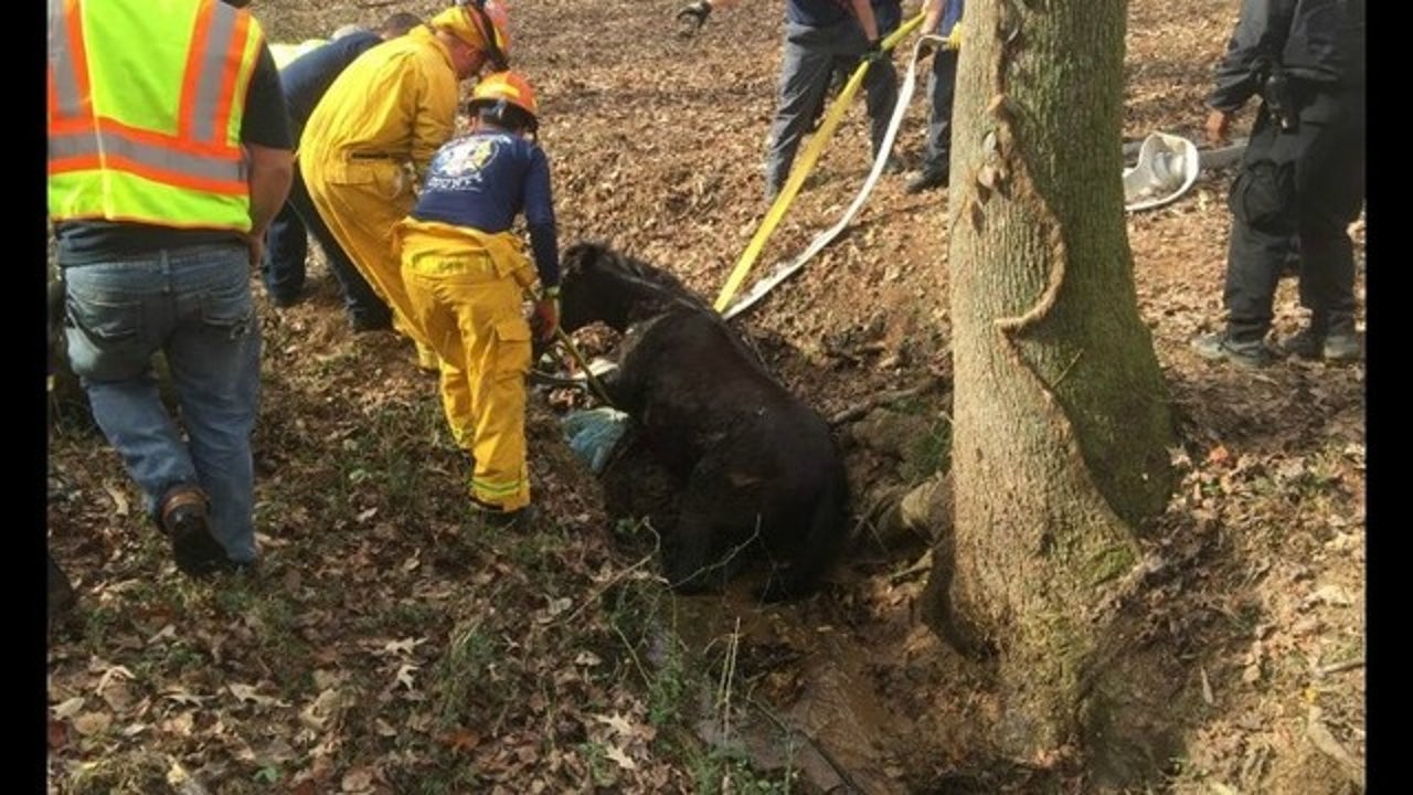 Firefighters rescue mule from mud | FOX 5 Atlanta