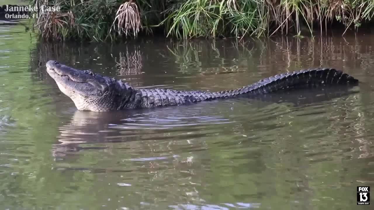 Watch: Alligator living at Gatorland bellows during mating season
