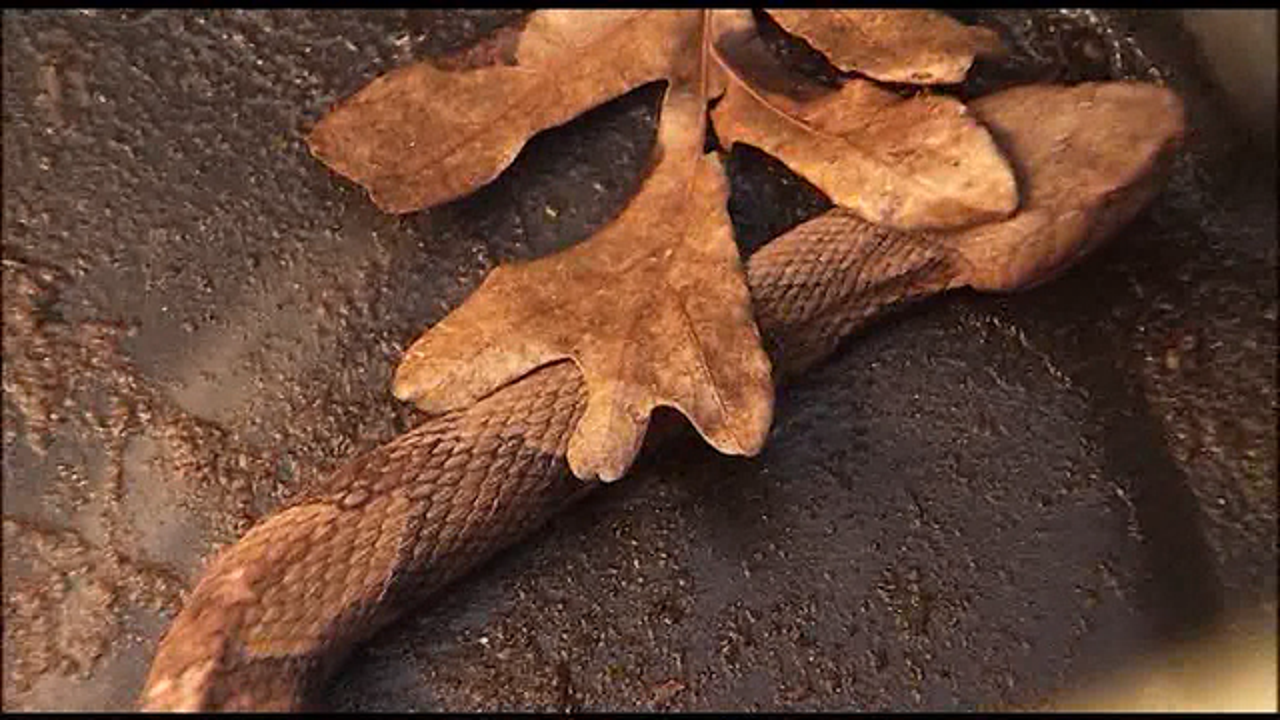 Research on snakes could help treat diabetes | FOX 5 Atlanta