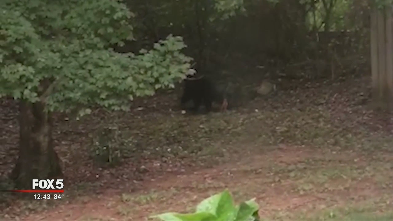 Johns Creek police issue warning after bear sighting | FOX 5 Atlanta Johns Creek police issue warning after bear sighting | FOX 5 Atlanta