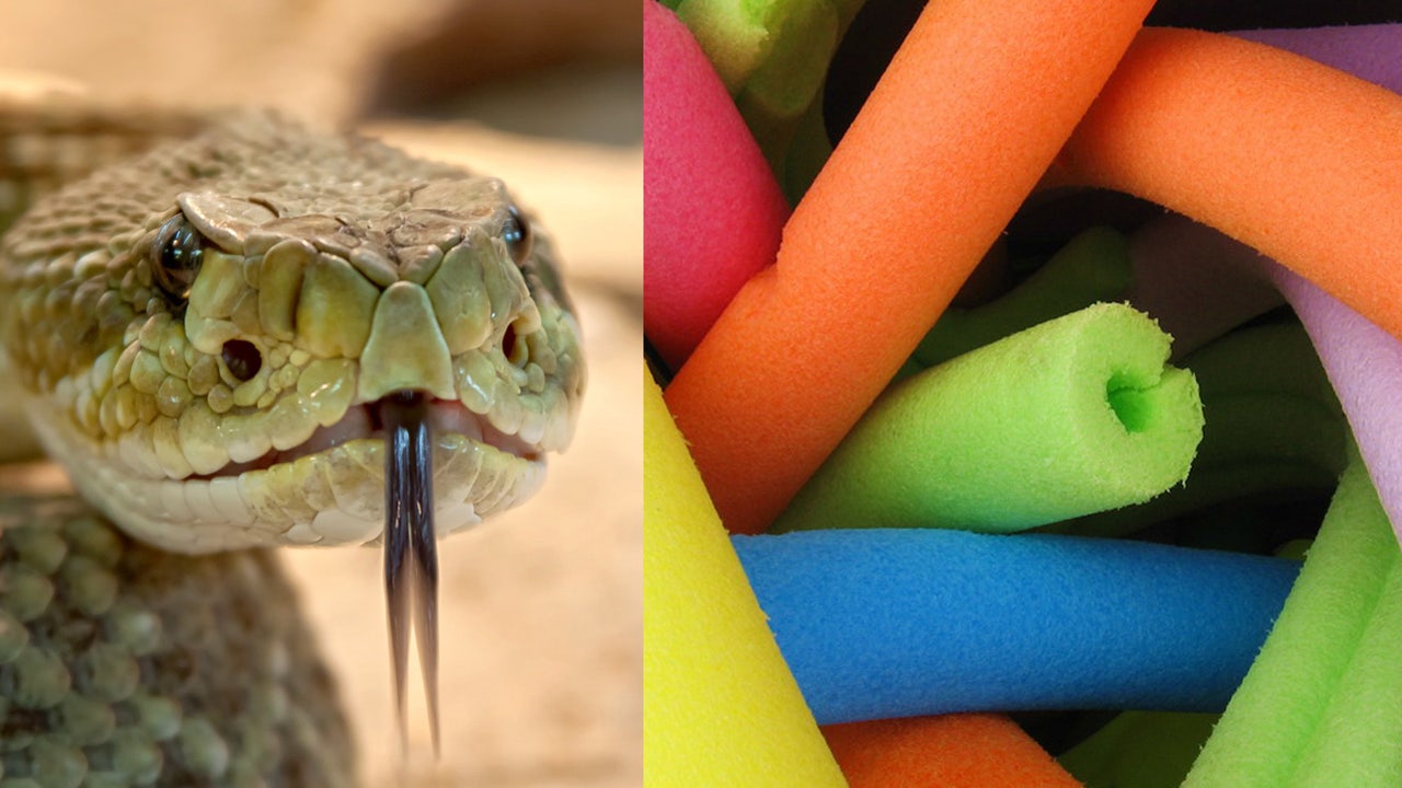 Fire department warns citizens that snakes may be in their pool noodles ...