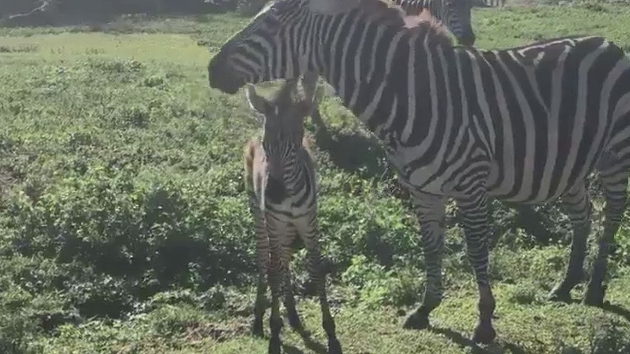 Florida park welcomes baby zebra | FOX 5 Atlanta