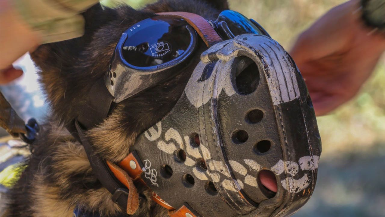 Special Operations dogs set for new advanced tactical gear