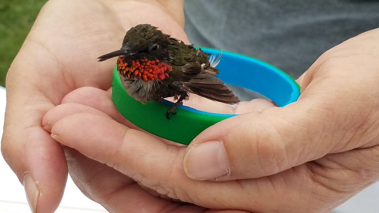 'Hummingbird Whisperer' bands birds at Kennesaw garden