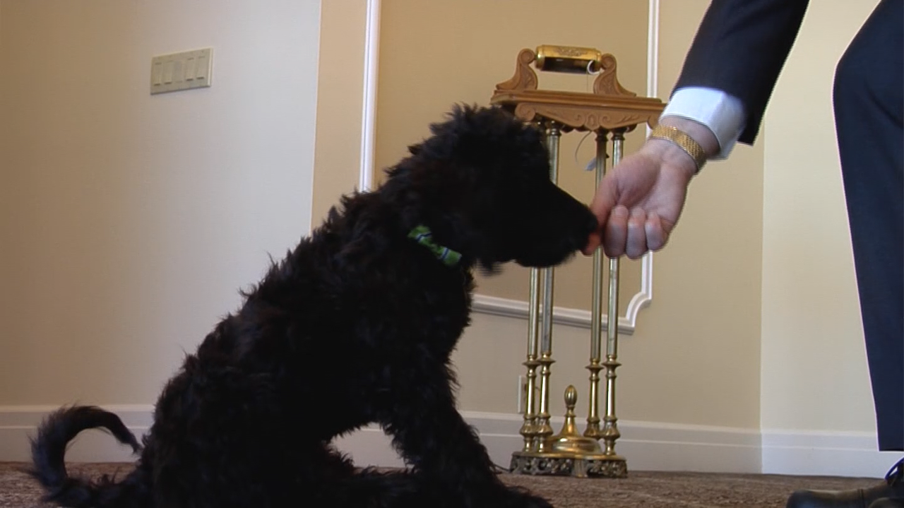 Friendly service dog provides comfort to grieving mourners at funeral ...