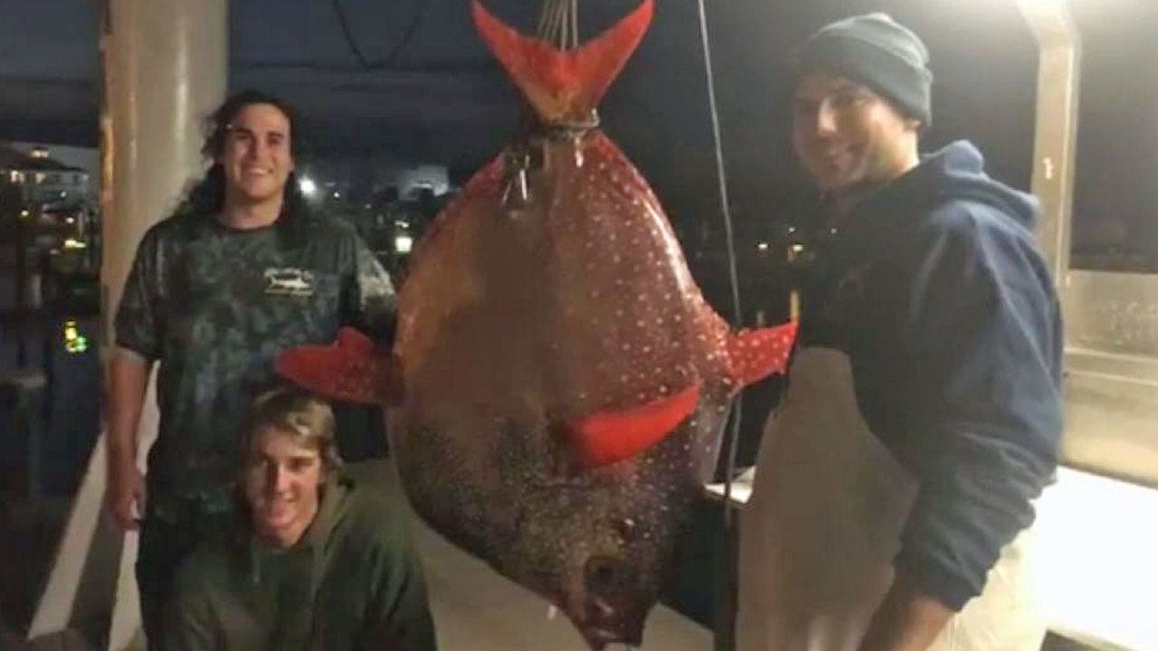 Second rare opah fish caught by same fishing crew in Ocean City | FOX 5 ...