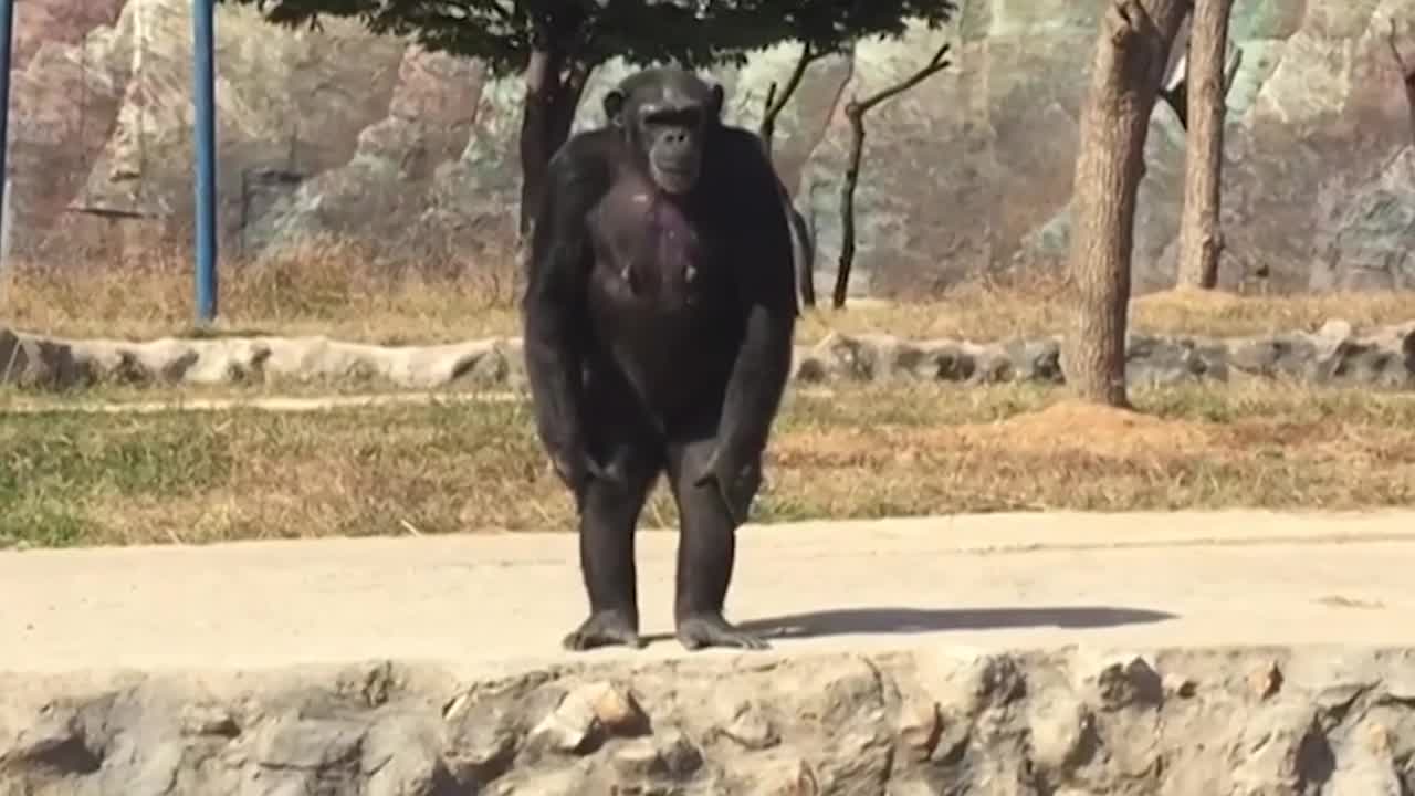 WATCH: Azalea the Smoking Chimp in North Korea