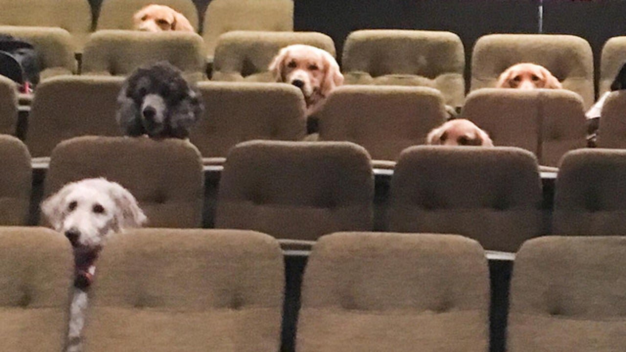 Service dogs attend theater performance as part of training | FOX 5 Atlanta