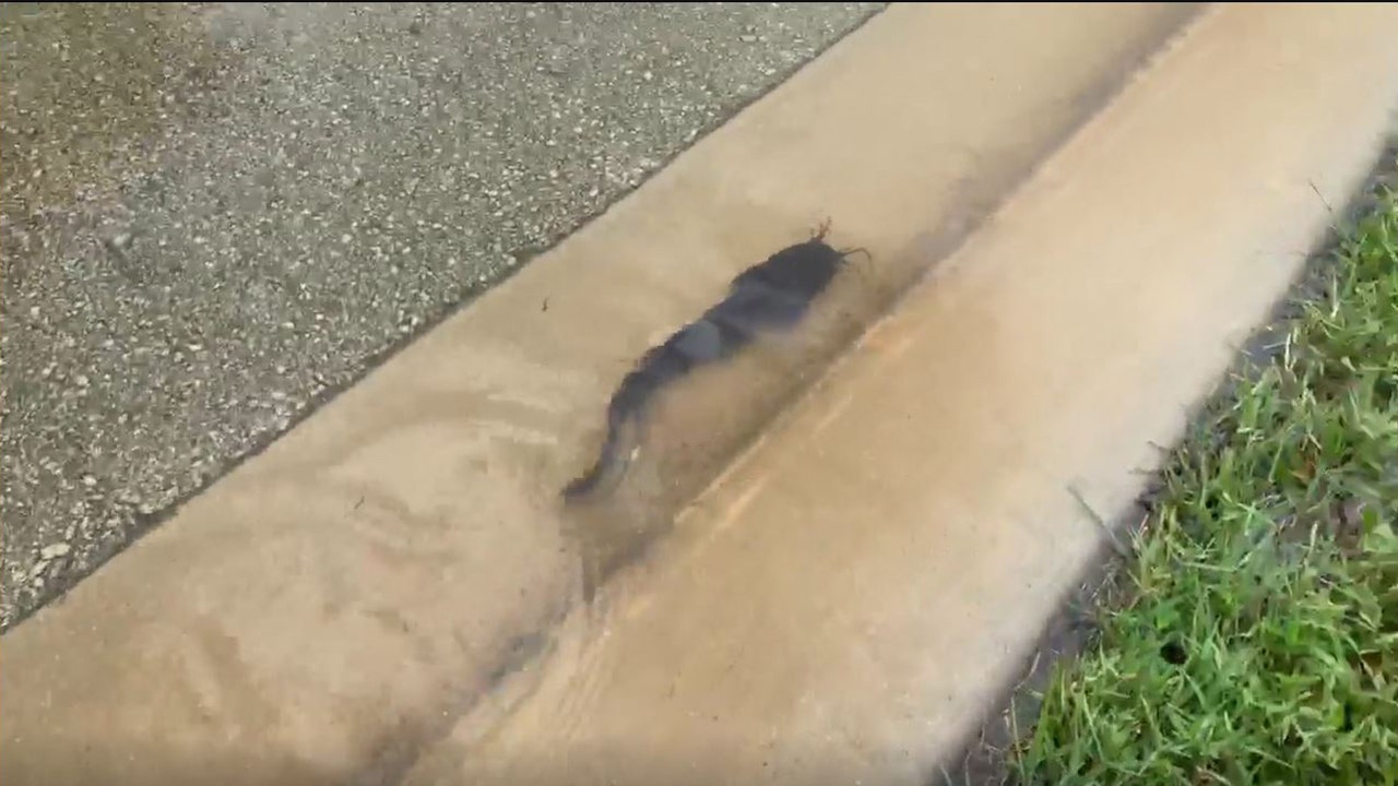 Viral video shows lone catfish swimming in Florida street as Hurricane ...