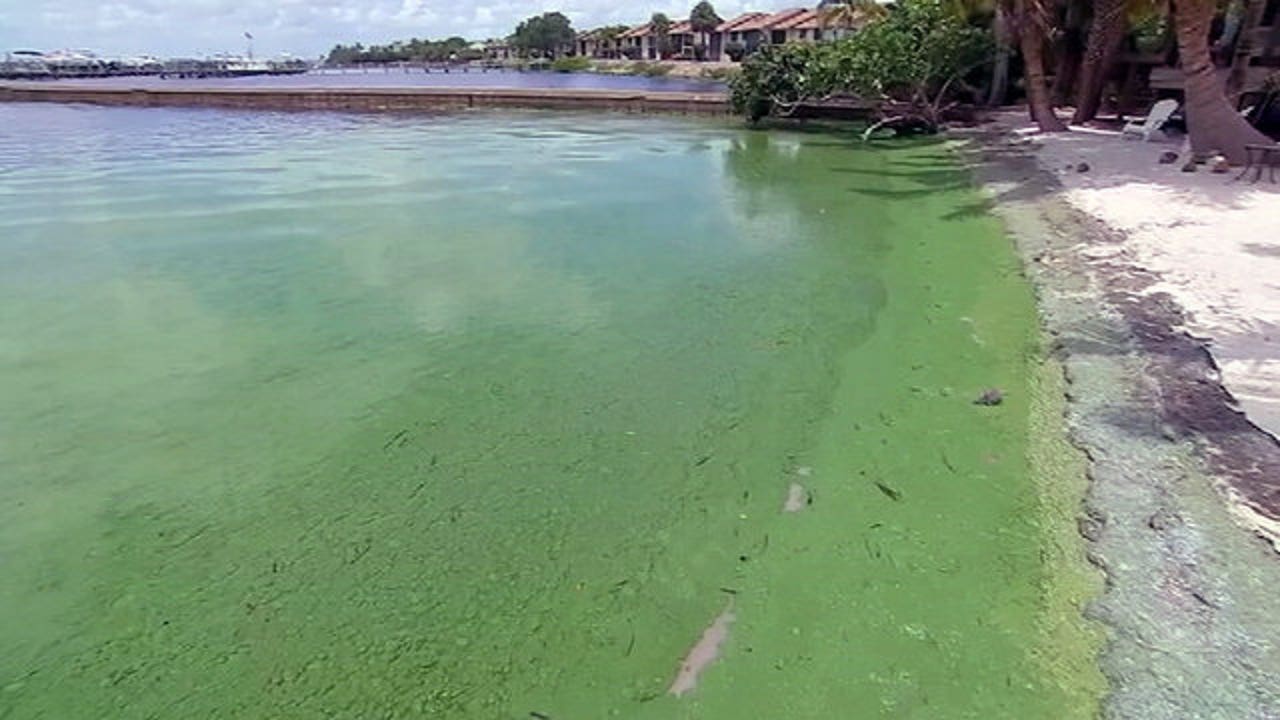 8 manatee deaths reported in Florida lagoon plagued by algae | FOX 5 ...