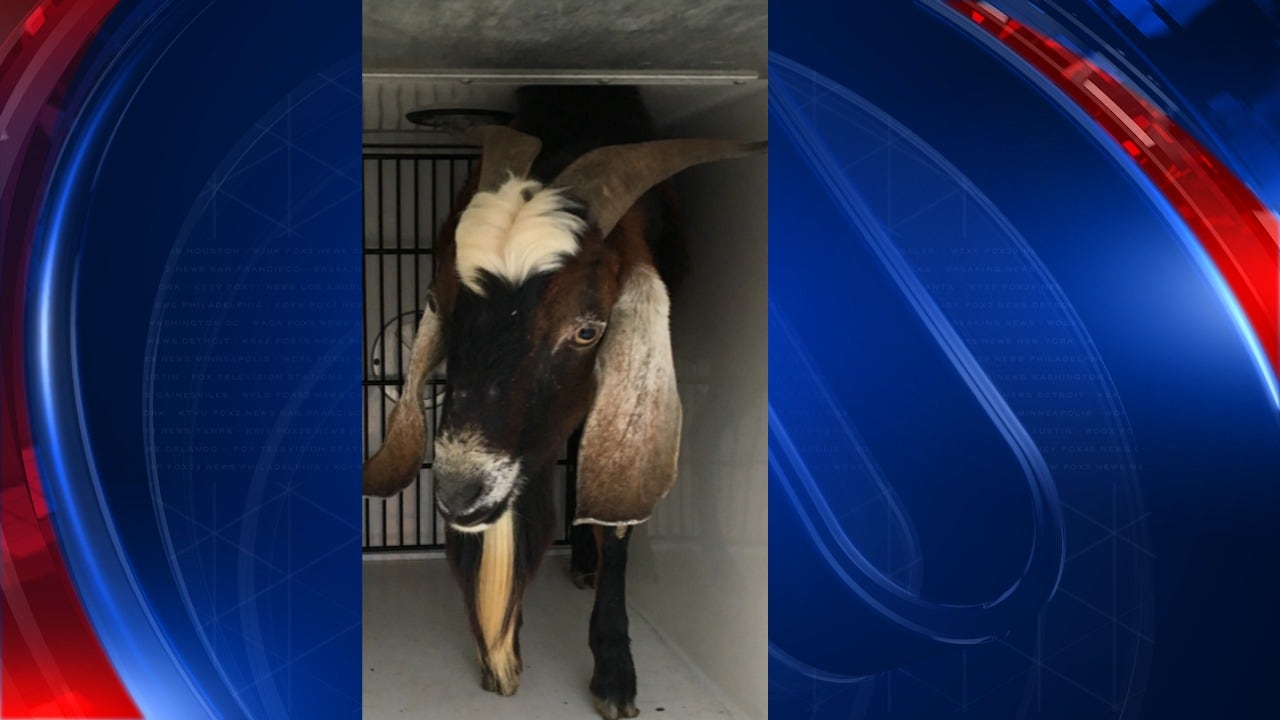 Suspect arrested for force feeding a goat drugs and alcohol | FOX 5 Atlanta