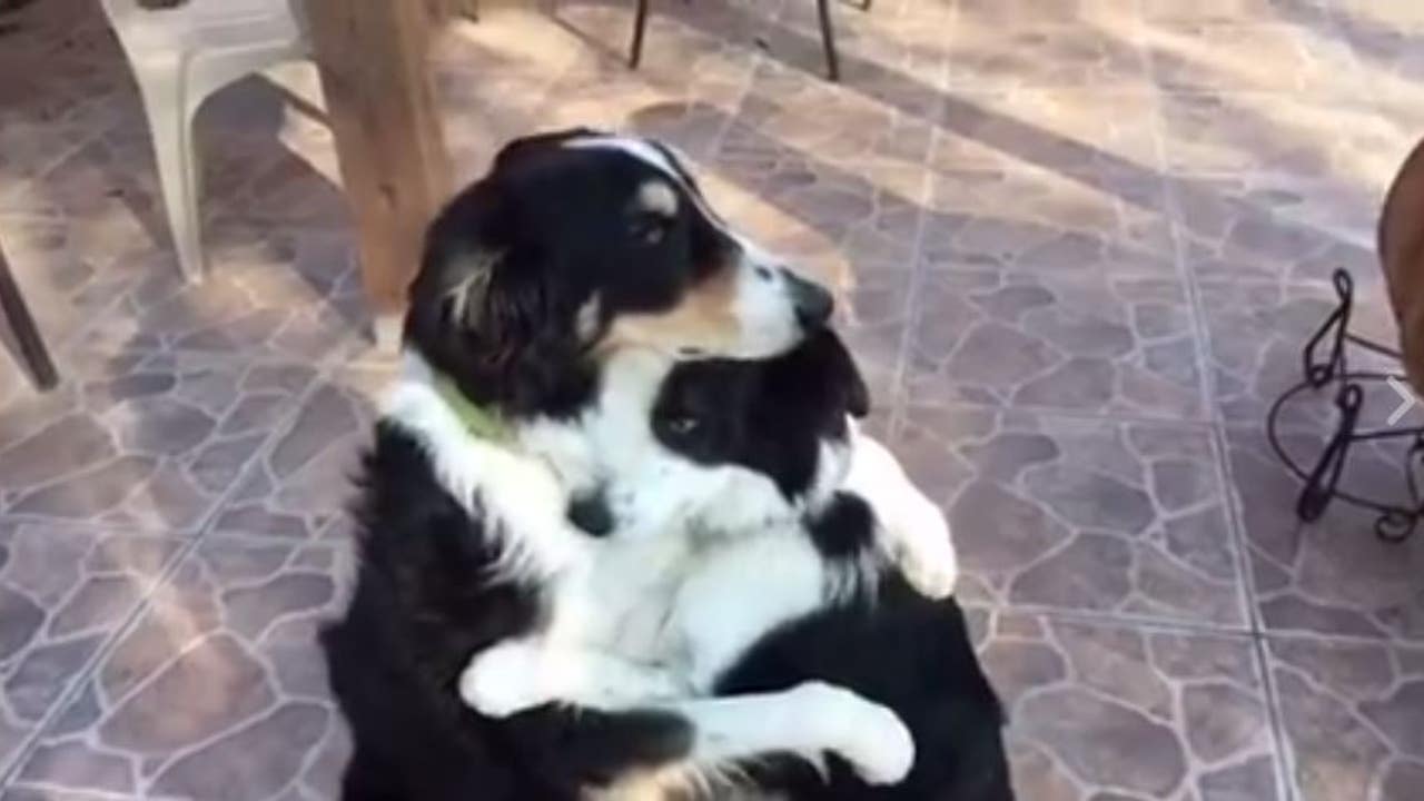 Border collies hug it out on Facebook | FOX 5 Atlanta