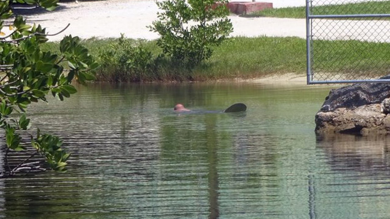 Man arrested for riding manatees in south Florida | FOX 5 Atlanta