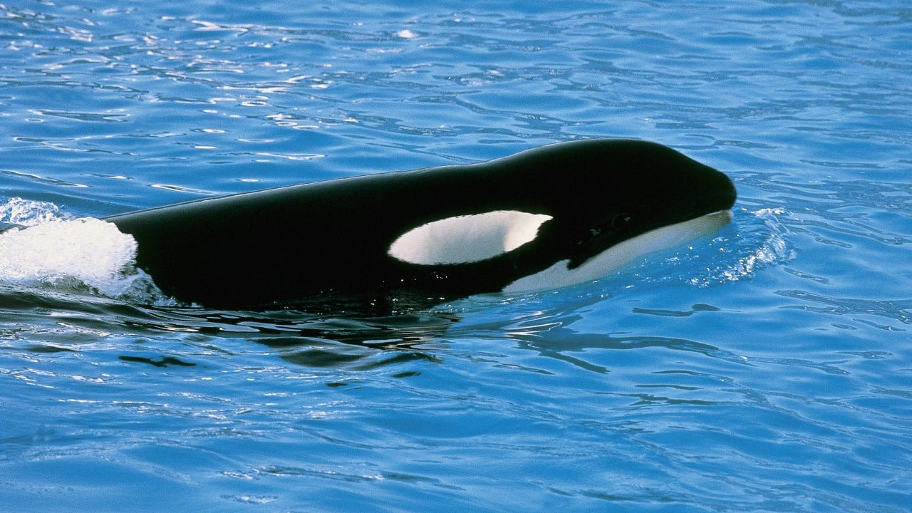 Extremely endangered orca population drops to 73 as 3 killer whales are ...