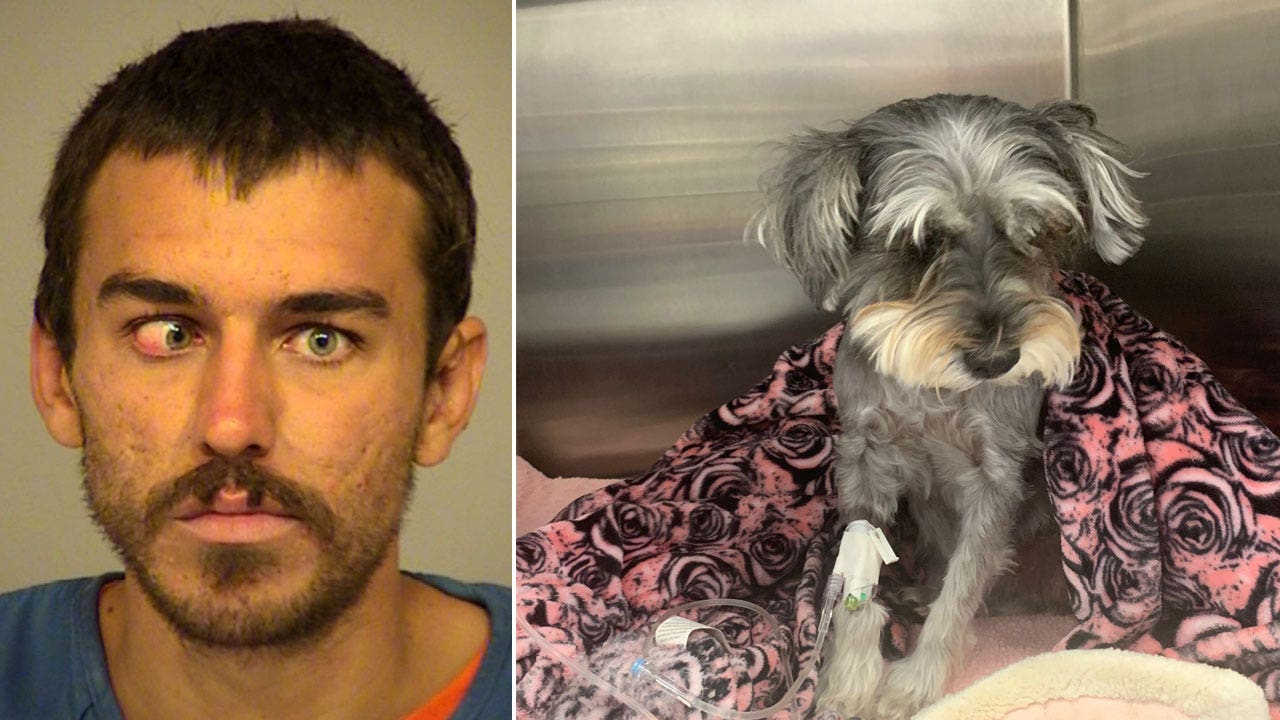 Small dog suffers collapsed lung, displaced heart after homeless man ...