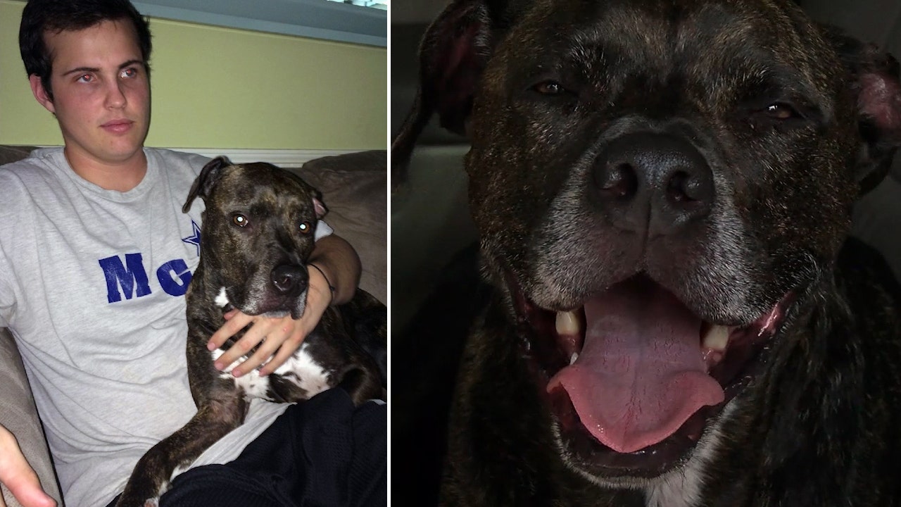 Missing dog reunited with crash victim's family | FOX 5 Atlanta
