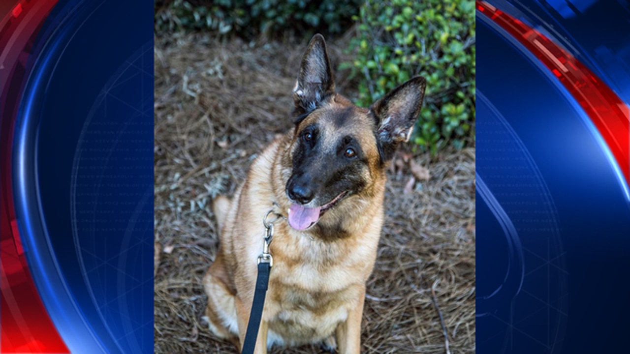 Byron police mourn loss of K-9 Senta | FOX 5 Atlanta