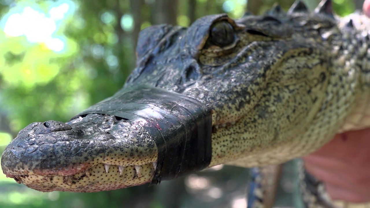 Mating season brings out aggressive alligators across Florida | FOX 5 ...