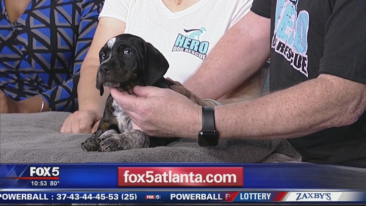 Pet of the Day from Hero Dog Rescue | FOX 5 Atlanta