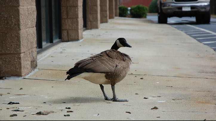 Goose mourning loss of mate refuses to leave Woodstock shopping center ...