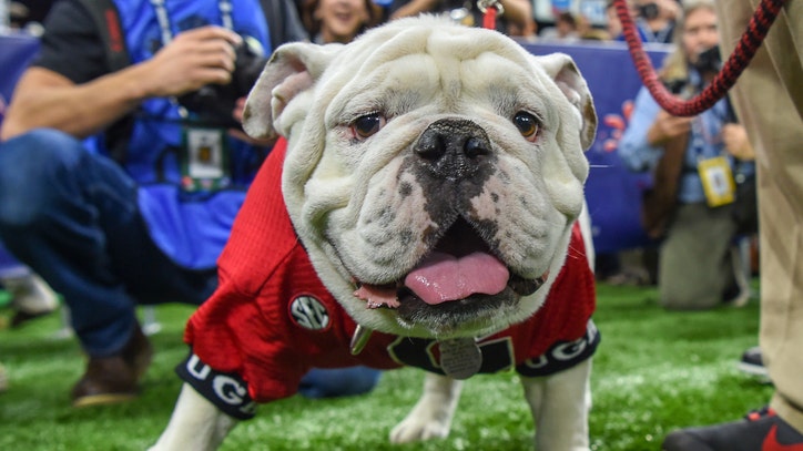 UGA bulldog named greatest mascot in college football history | FOX 5 ...