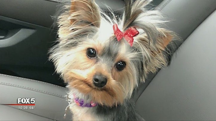 Missing Yorkie turns up in online ad | FOX 5 Atlanta