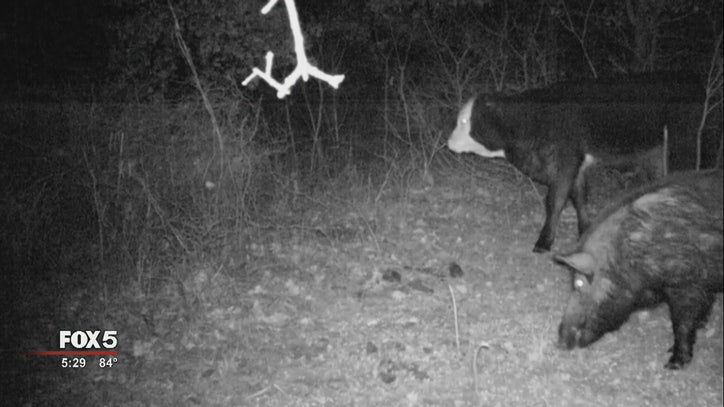 Some north Georgia farmers are in hog hell | FOX 5 Atlanta