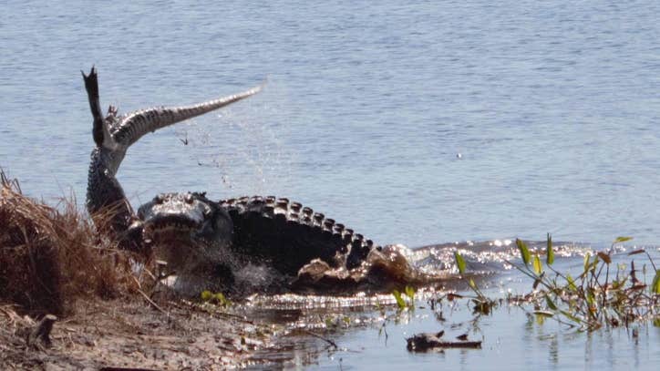 VIDEO: Alligator eats alligator in Lakeland | FOX 5 Atlanta