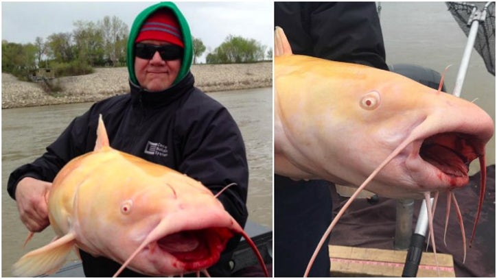 Man catches rare albino catfish in Canada | FOX 5 Atlanta