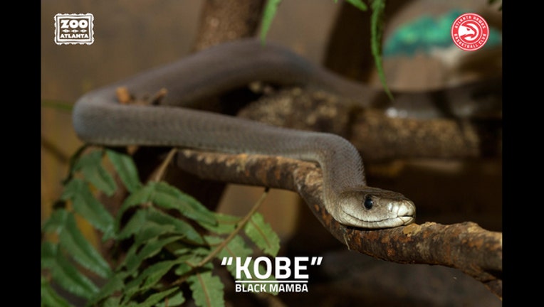 Zoo Atlanta to Name Snake "Kobe" in Tribute to Lakers Great | FOX 5 Atlanta