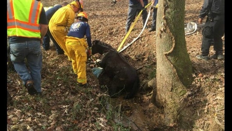 Firefighters rescue mule from mud | FOX 5 Atlanta