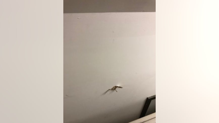 'G.I. Jane' Dominique Williams on Good Day Atlanta | FOX 5 Atlanta