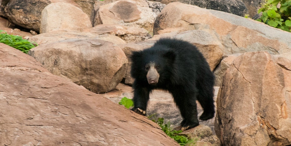 sloth bear attack prabhu