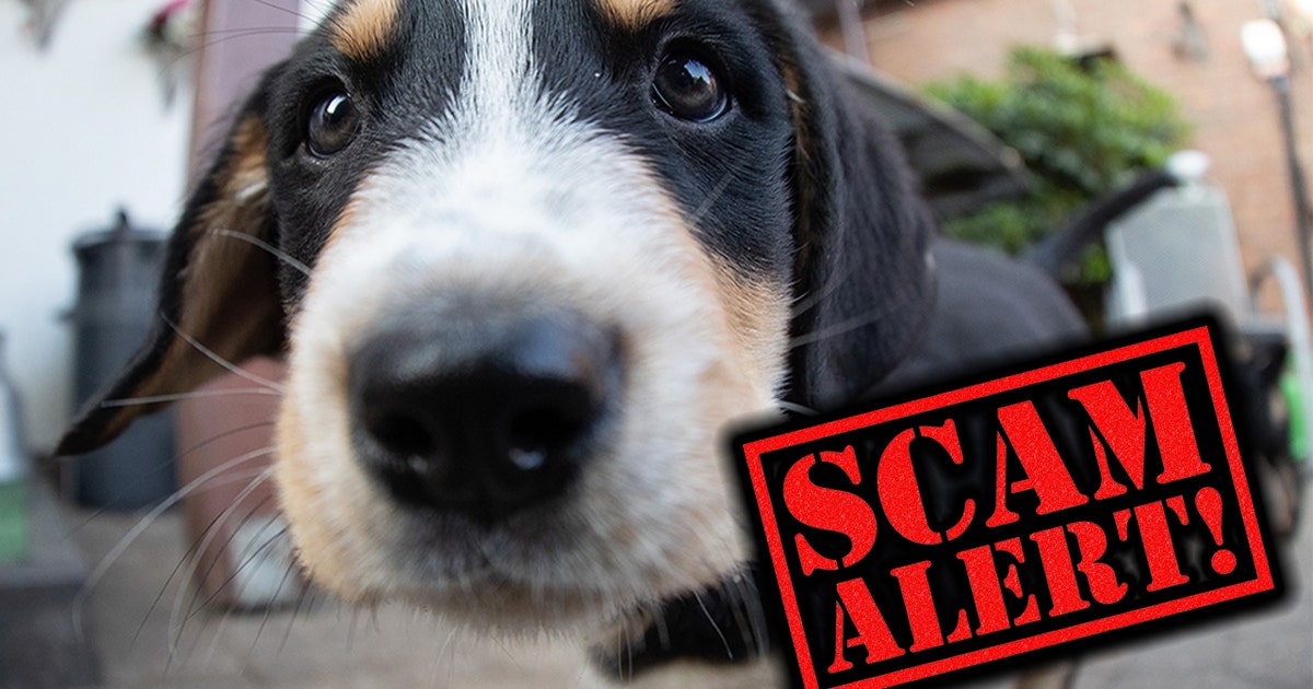 Animal shelter warns of 'lost pet' scam, offers to return missing ...