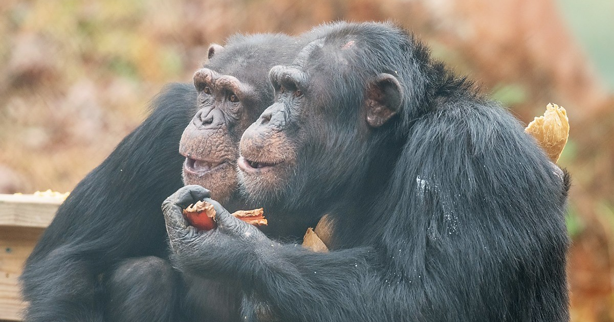 Chimpsgiving for nearly 80 chimps at sanctuary in north Georgia | FOX 5 ...