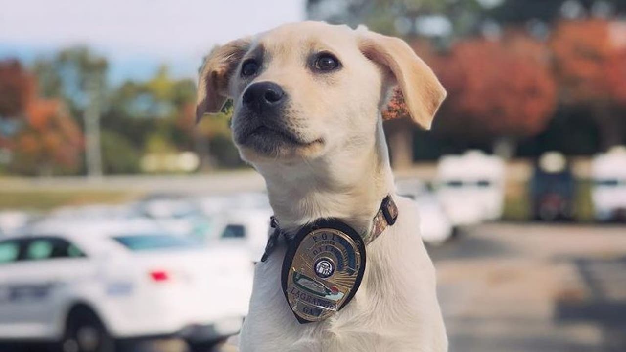 Meet LaGrange police's newest recruit | FOX 5 Atlanta