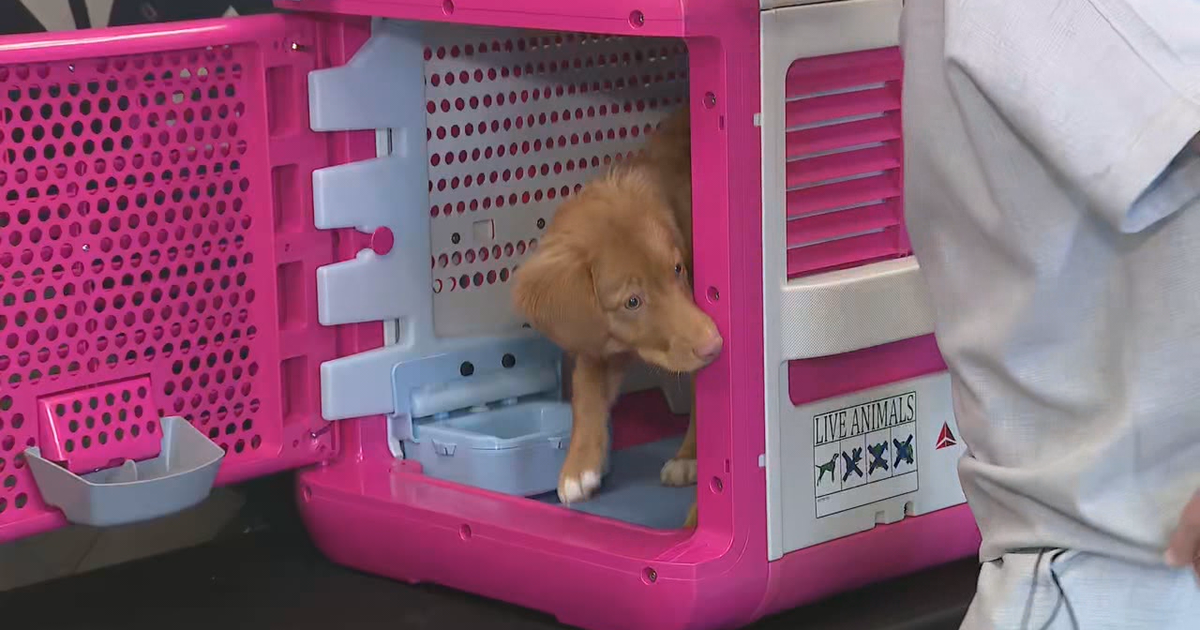 Delta unveils new 'CarePod' pet travel carriers | FOX 5 Atlanta