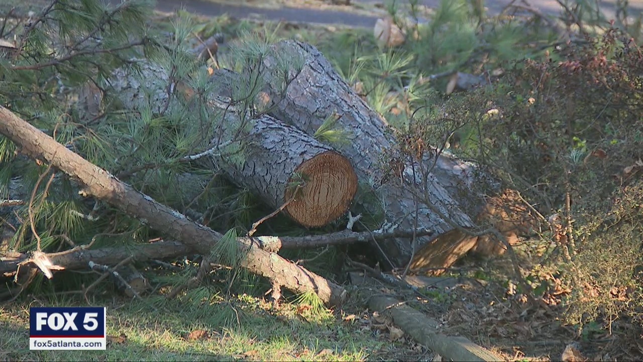 Tree debris left at home