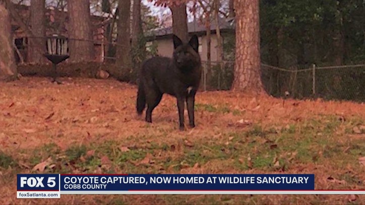 Coyote captured in Cobb County | FOX 5 Atlanta