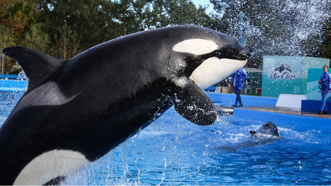 SeaWorld visitor steals wallets from Make-A-Wish guests | FOX 5 Atlanta