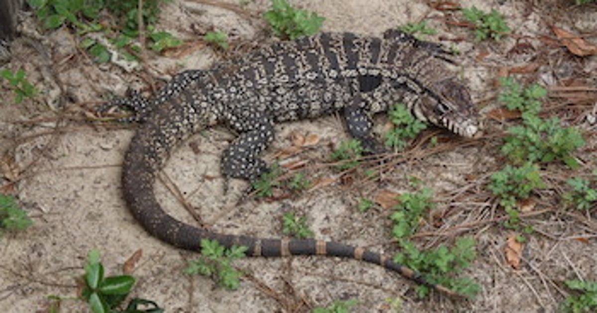 Giant 4-foot-long lizard now established in Georgia as invasive species ...
