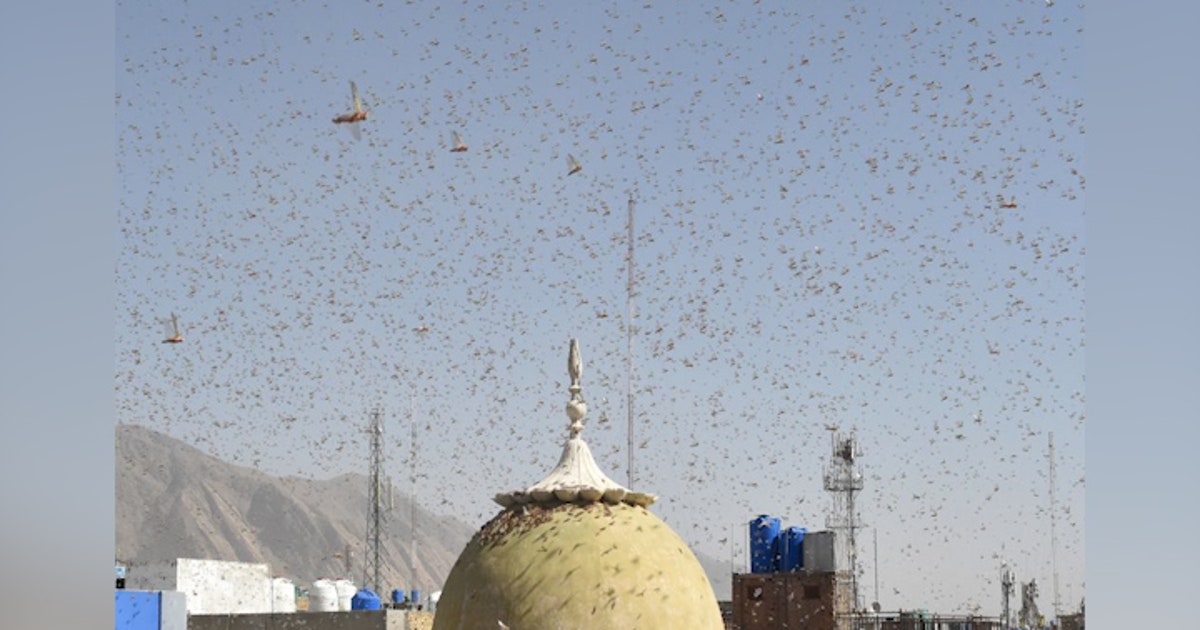 ‘Extremely alarming’ swarms of locusts plague eastern Africa, western ...