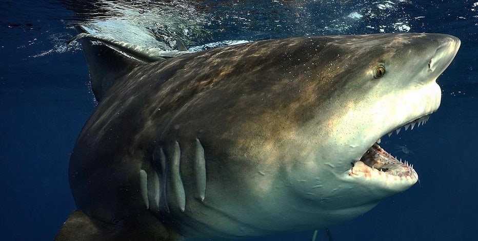 Two Headed Bull Shark