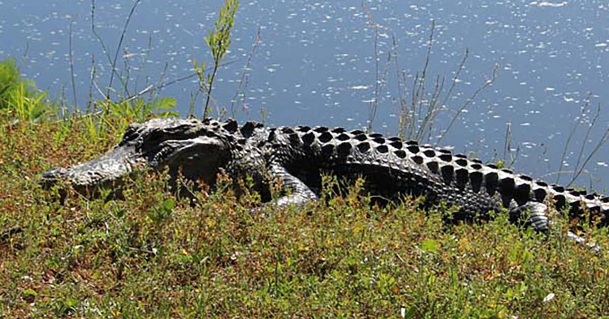 South Carolina alligator attack on woman ends after neighbor whacks ...